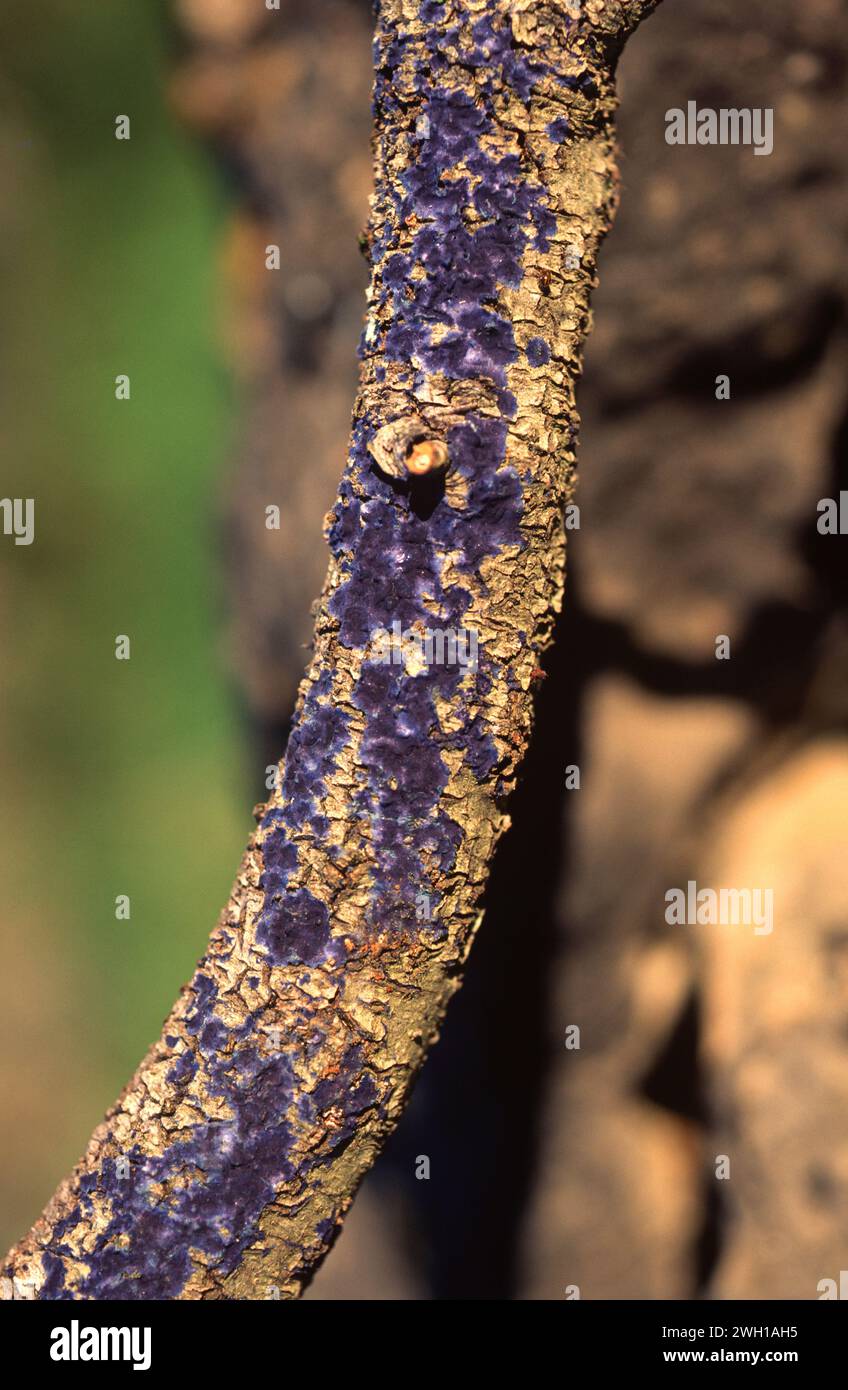 Cobalt crust fungus or deep blue fungus (Pulcherricium caeruleum or ...