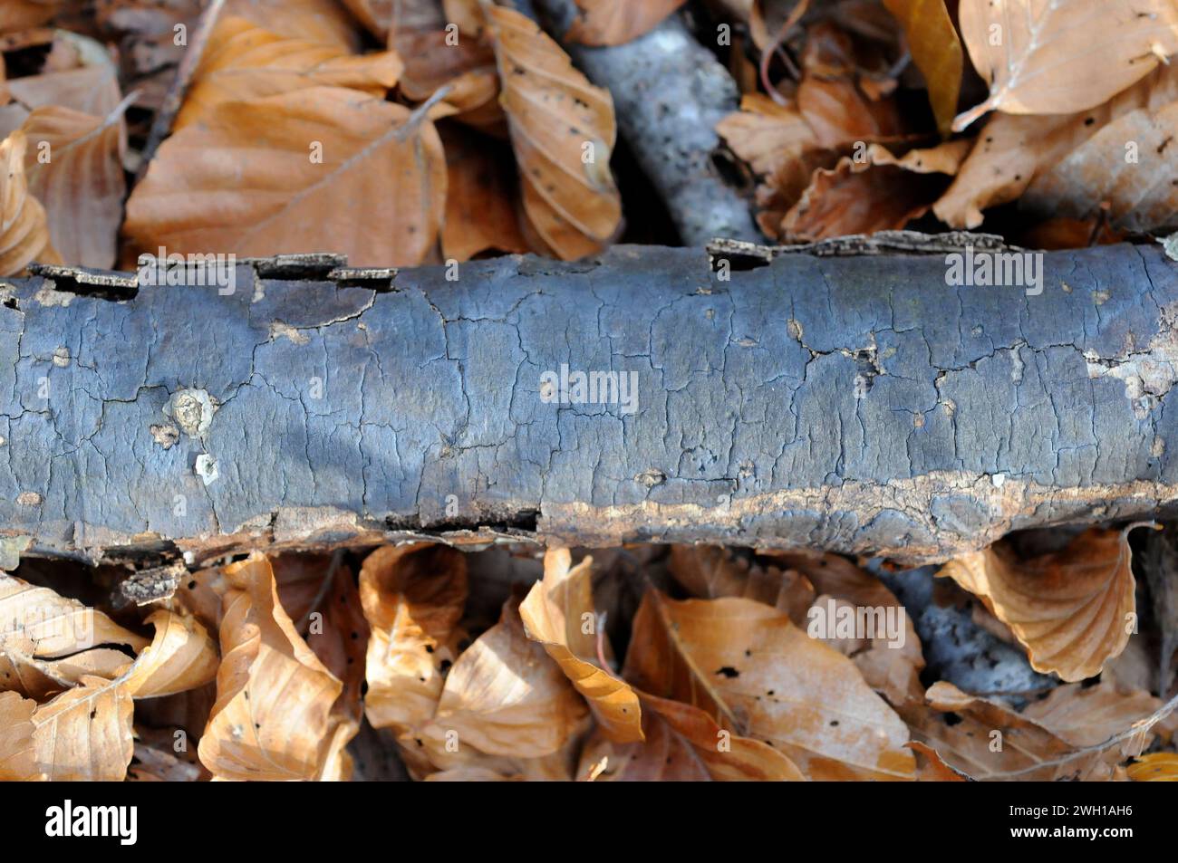 Cobalt crust fungus or deep blue fungus (Pulcherricium caeruleum or ...
