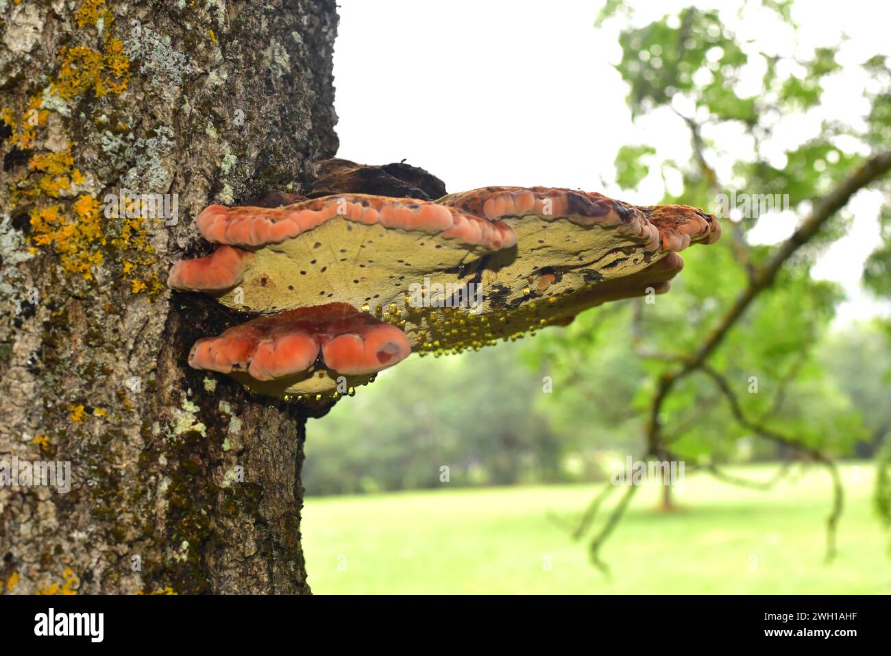 Cinnabar polypore (Pycnoporus cinnabarinus) is a saprophytic fungus ...