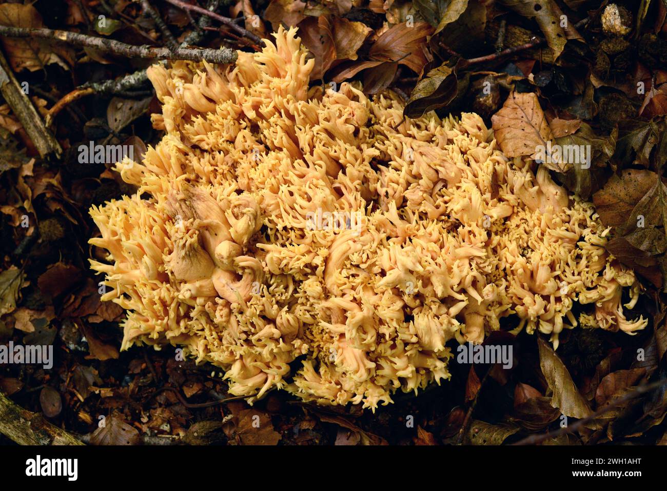 Coral mushroom (Ramaria flava) is an edible mushroom. This photo was ...