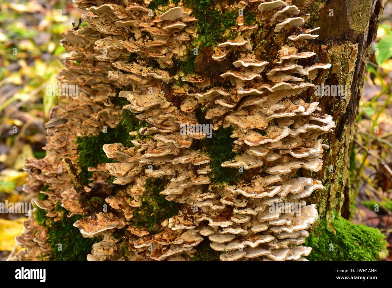 False turkey tail (Stereum hirsutum) is a saprophyte or parasite fungus ...