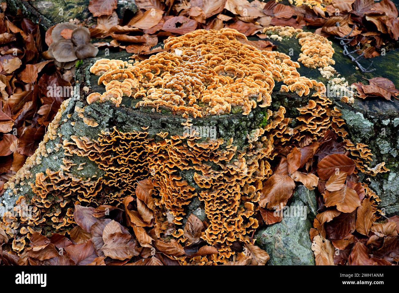 False turkey tail (Stereum hirsutum) is a saprophyte or parasite fungus ...