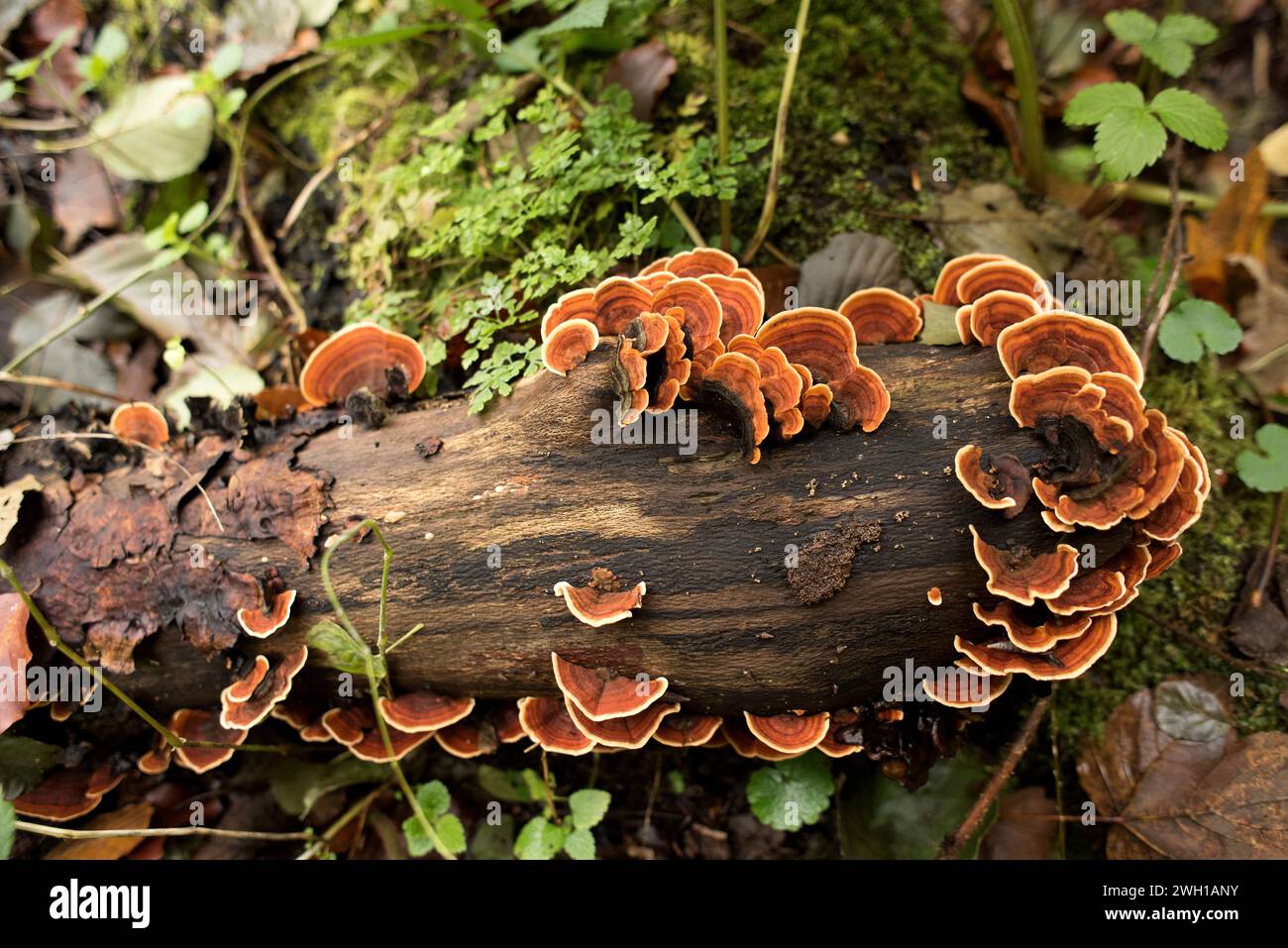 Golden curtain crust or false turkey tail (Stereum ostrea) is a ...