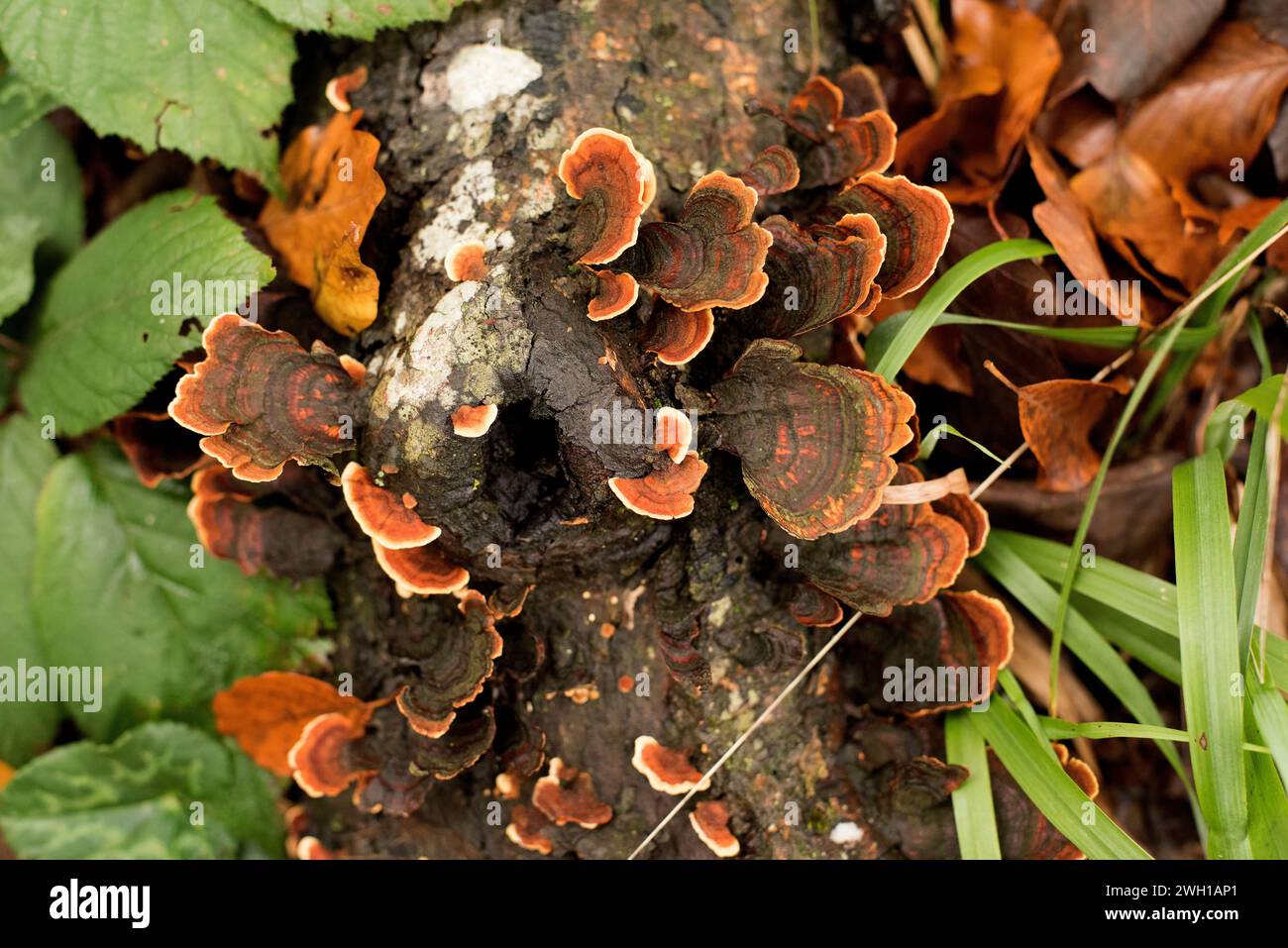 False turkey tail hi-res stock photography and images - Alamy