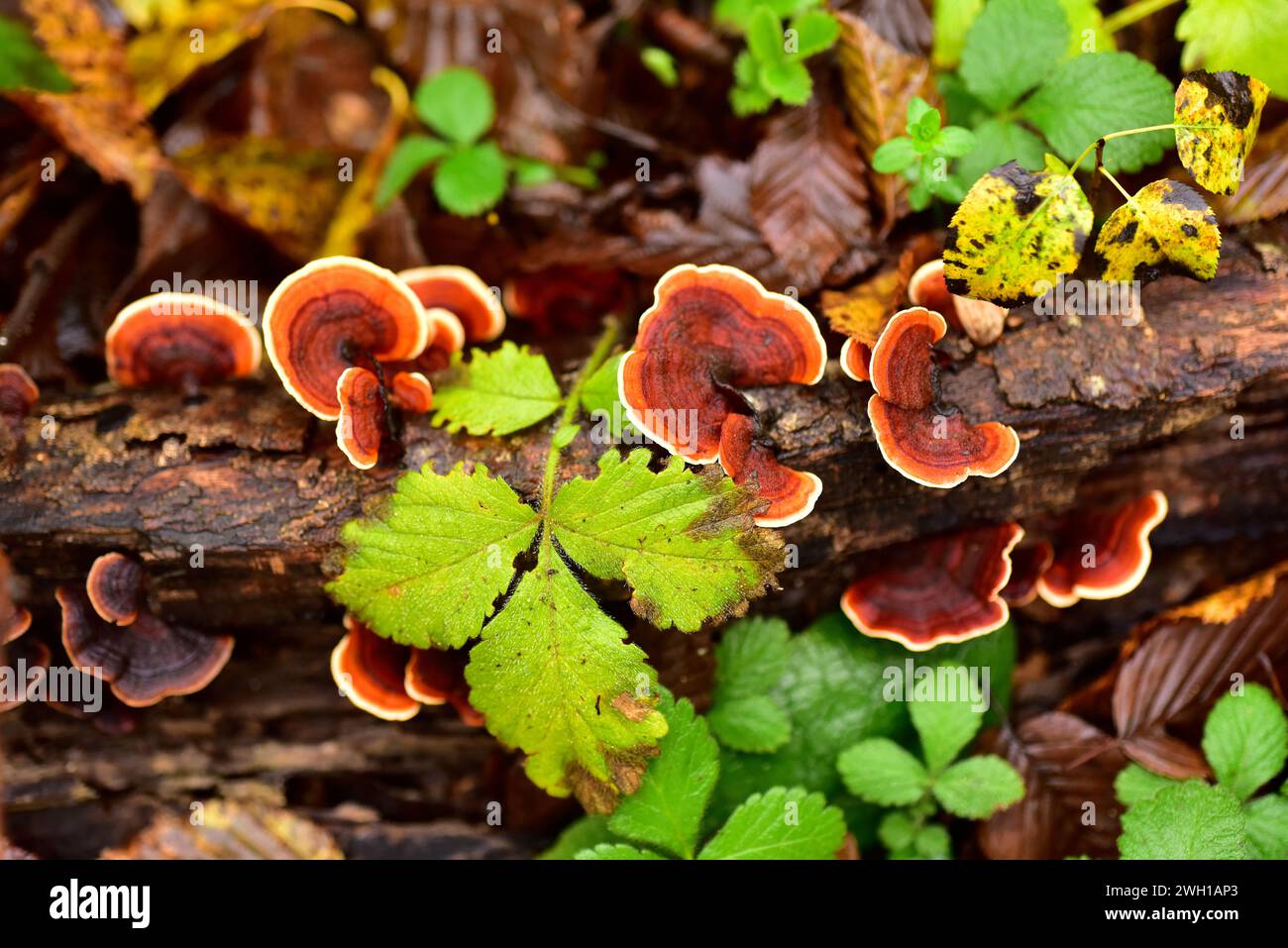 False turkey tail hi-res stock photography and images - Alamy