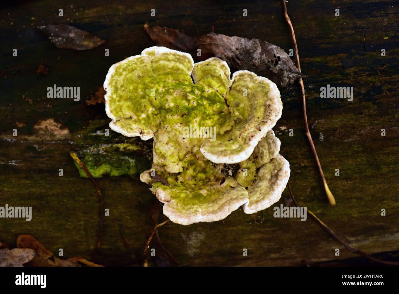 Lumpy bracket (Trametes gibbosa) is a saprophyte fungus that grows on ...