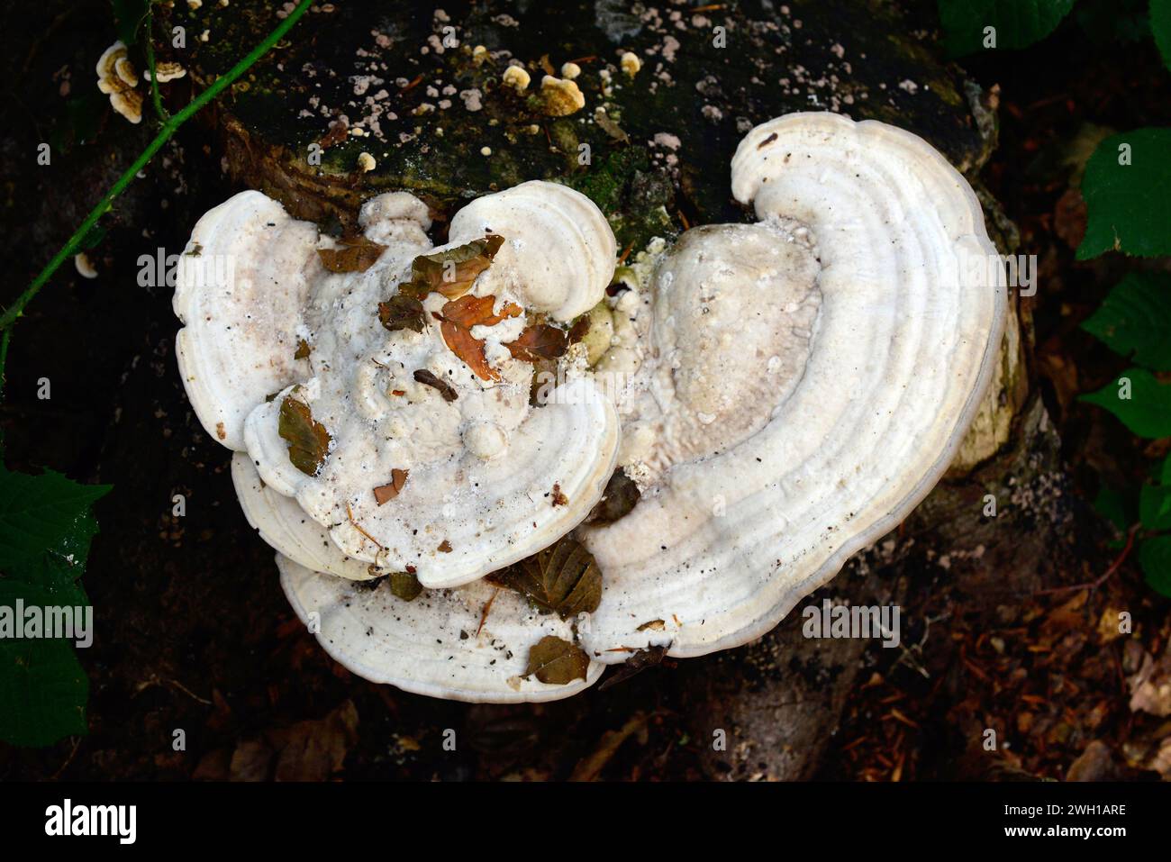 Lumpy bracket (Trametes gibbosa) is a saprophyte fungus that grows on ...