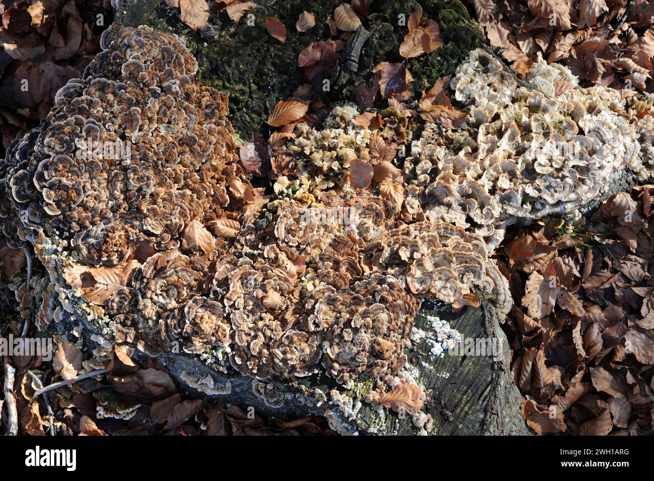 Hairy bracket (Trametes hirsuta) is a parasite fungus that grows on ...