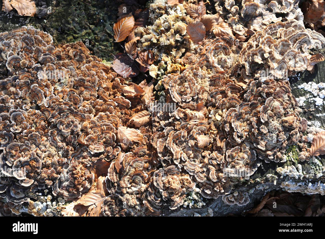 Hairy bracket (Trametes hirsuta) is a parasite fungus that grows on ...