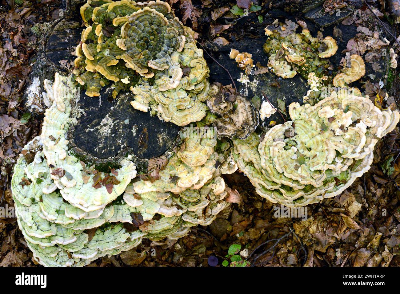 Hairy bracket (Trametes hirsuta) is a parasite fungus that grows on ...