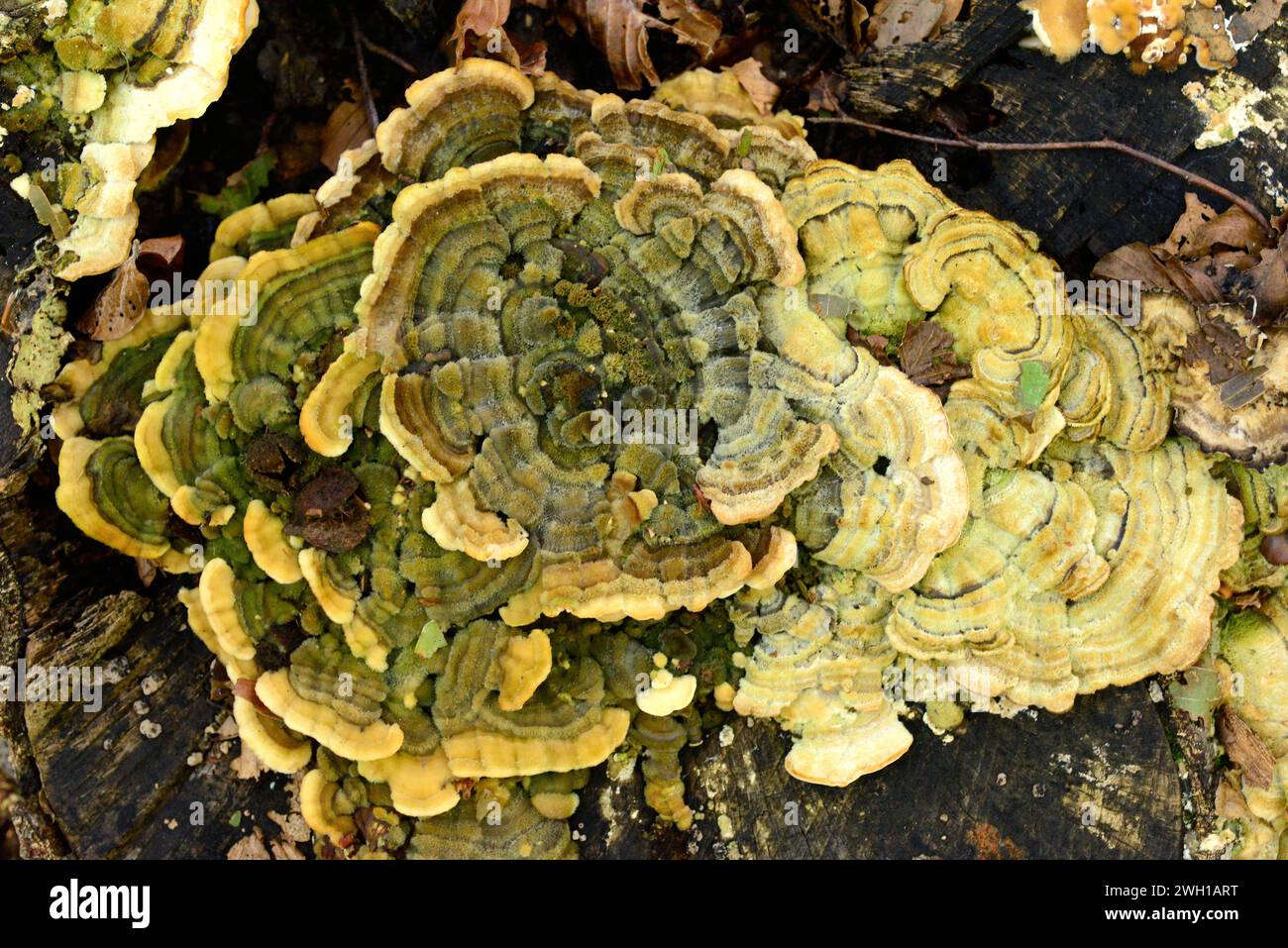 Hairy bracket (Trametes hirsuta) is a parasite fungus that grows on ...