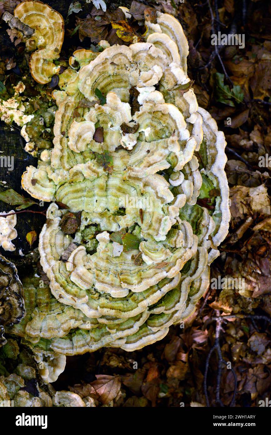Hairy bracket (Trametes hirsuta) is a parasite fungus that grows on ...