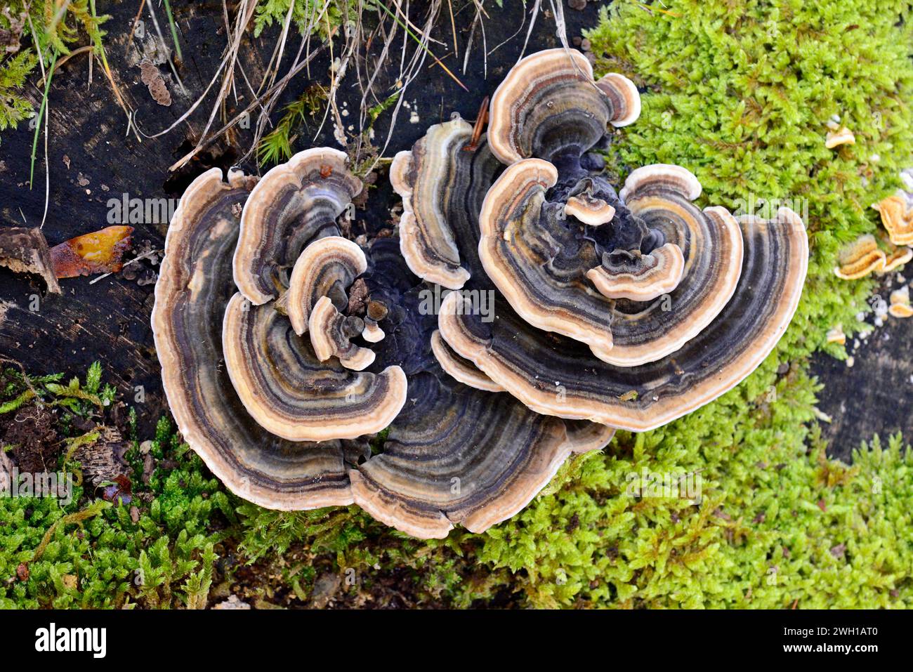 Hairy bracket (Trametes hirsuta) is a parasite fungus that grows on ...