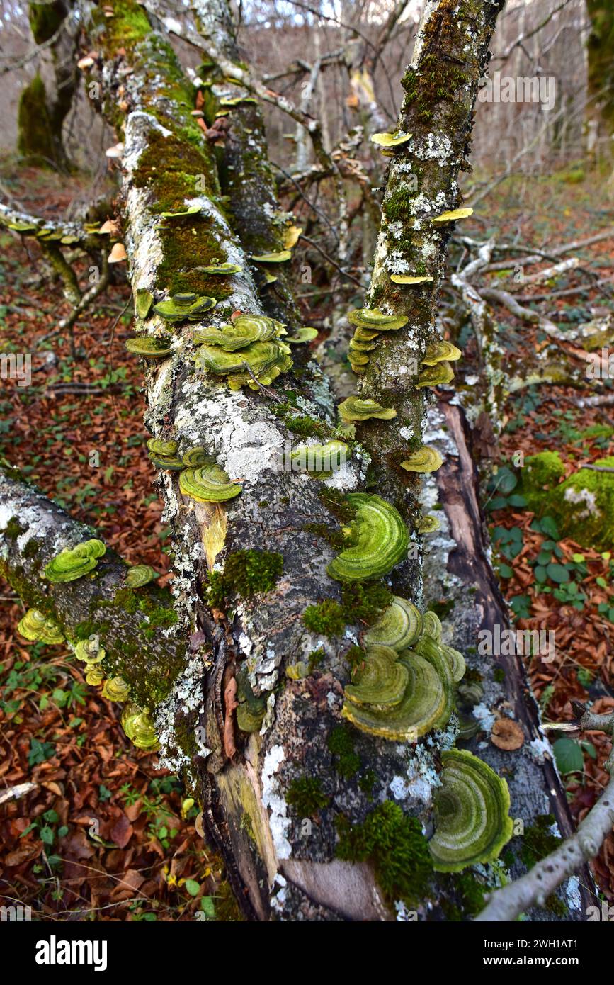 Hairy bracket (Trametes hirsuta) is a parasite fungus that grows on ...