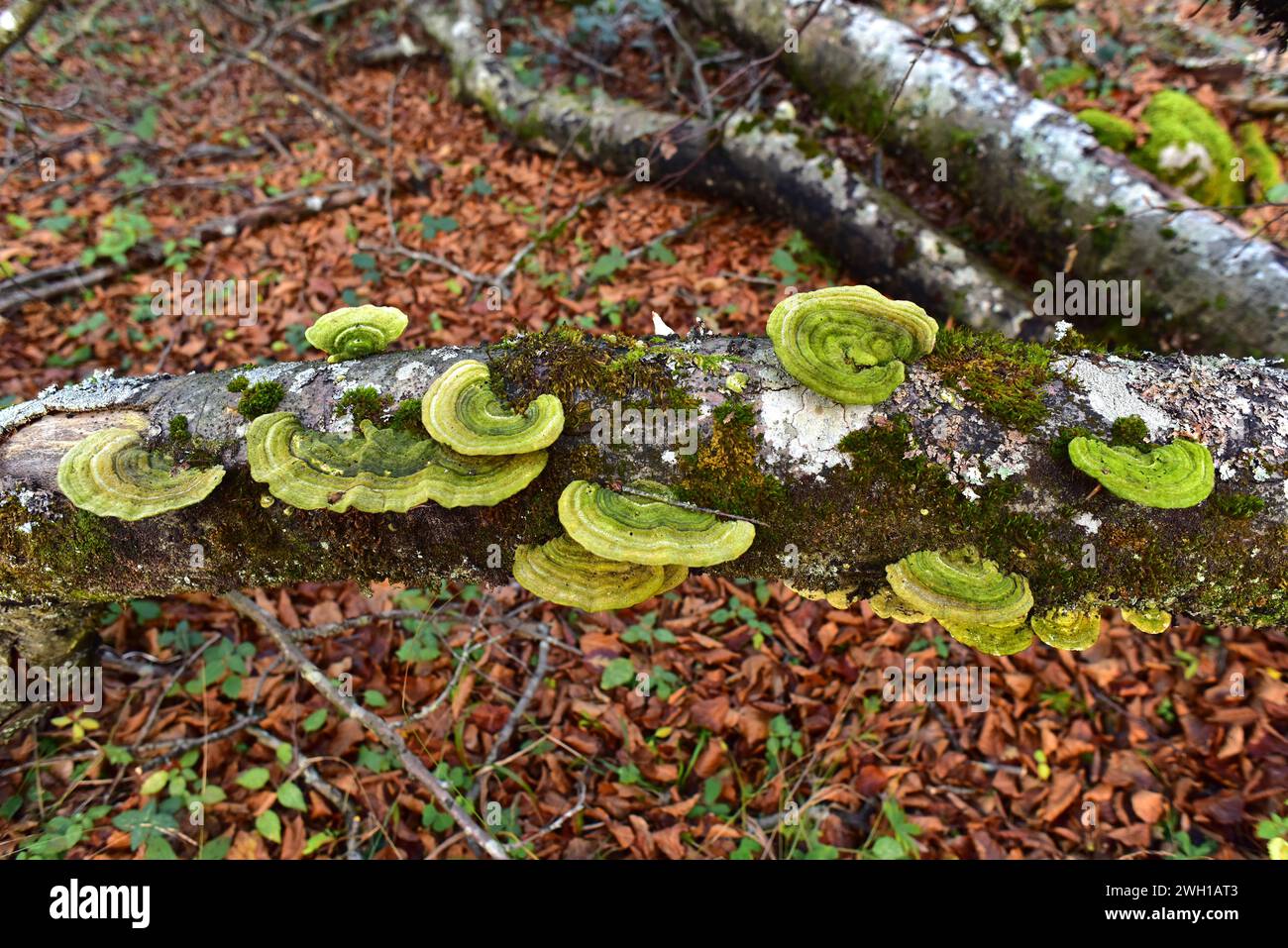 Hairy bracket (Trametes hirsuta) is a parasite fungus that grows on ...