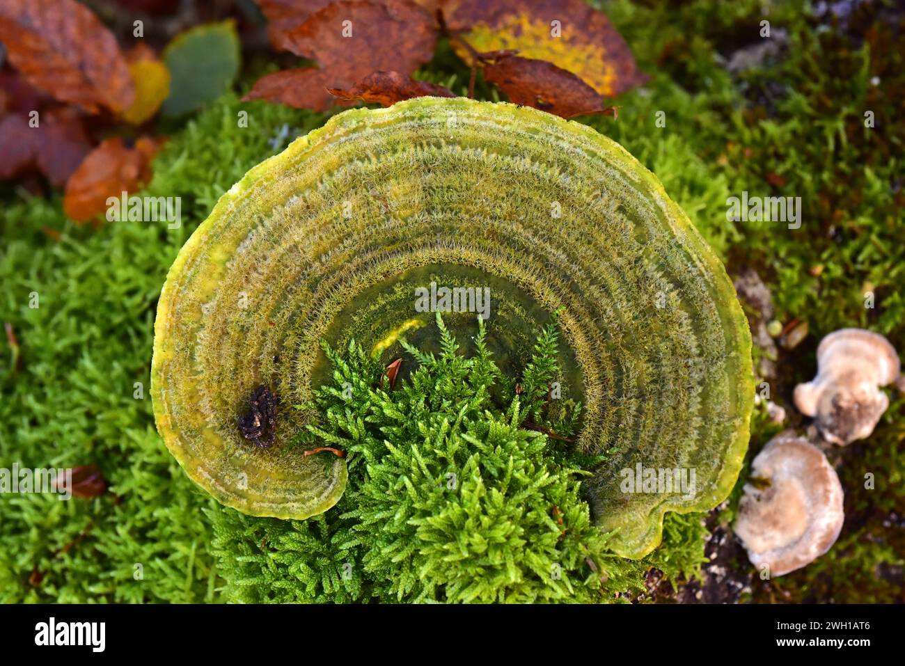 Hairy bracket (Trametes hirsuta) is a parasite fungus that grows on ...