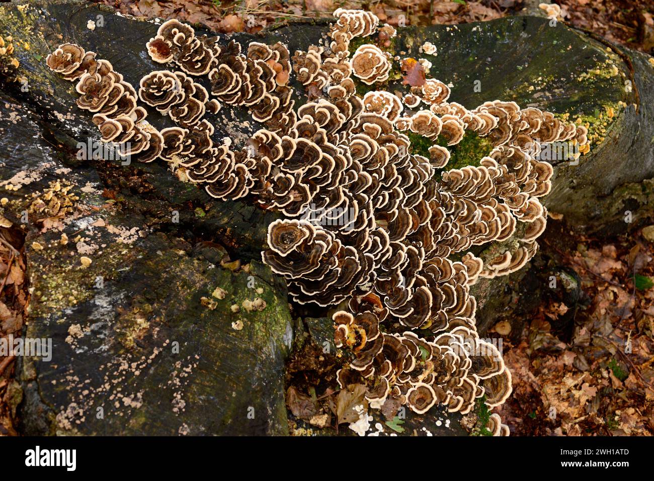 Coriolus vericolor hi-res stock photography and images - Alamy