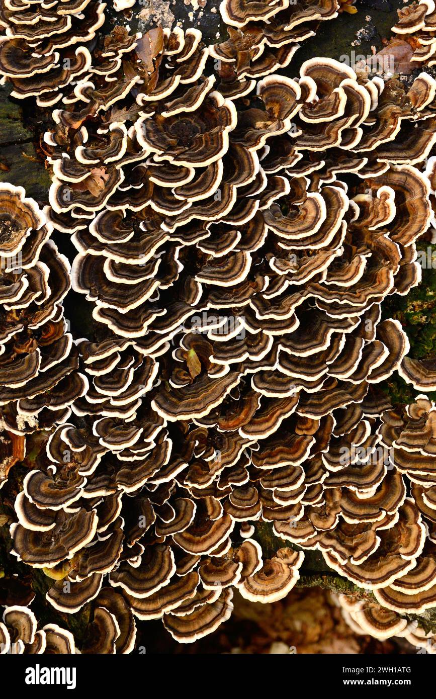 Turkey tail (Trametes versicolor, Coriolus versicolor or Polyporus ...