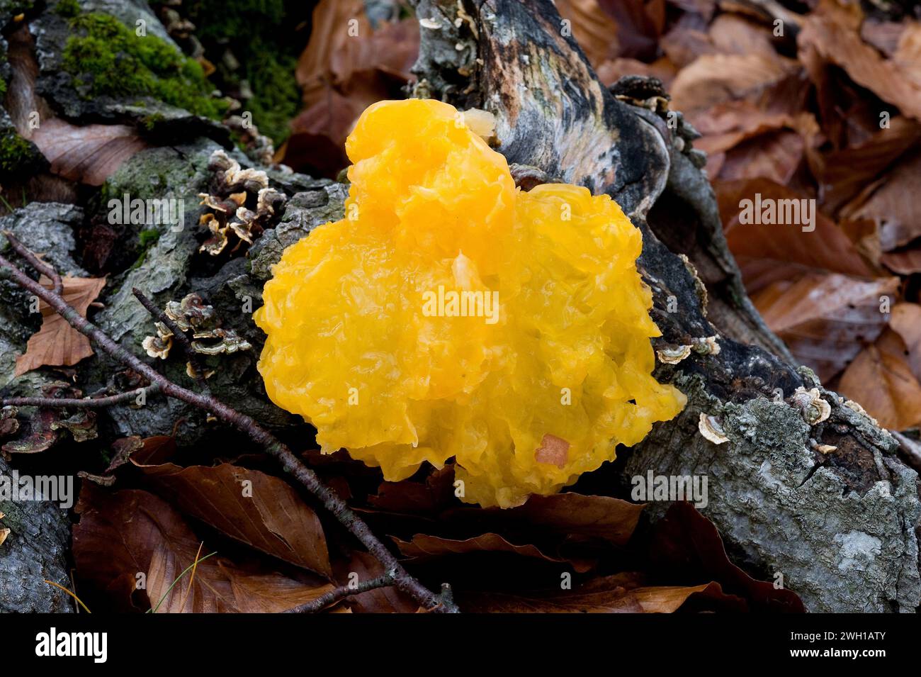 Golden jelly fungus or yellow brain (Tremella mesenterica) is an edible ...