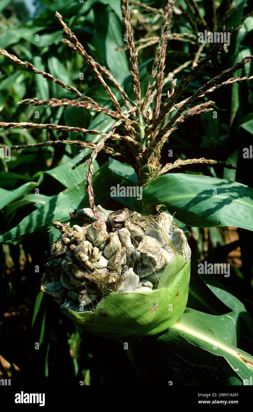 Corn smut (Ustilago maydis) is a fungus parasite of corn. Is an edible ...