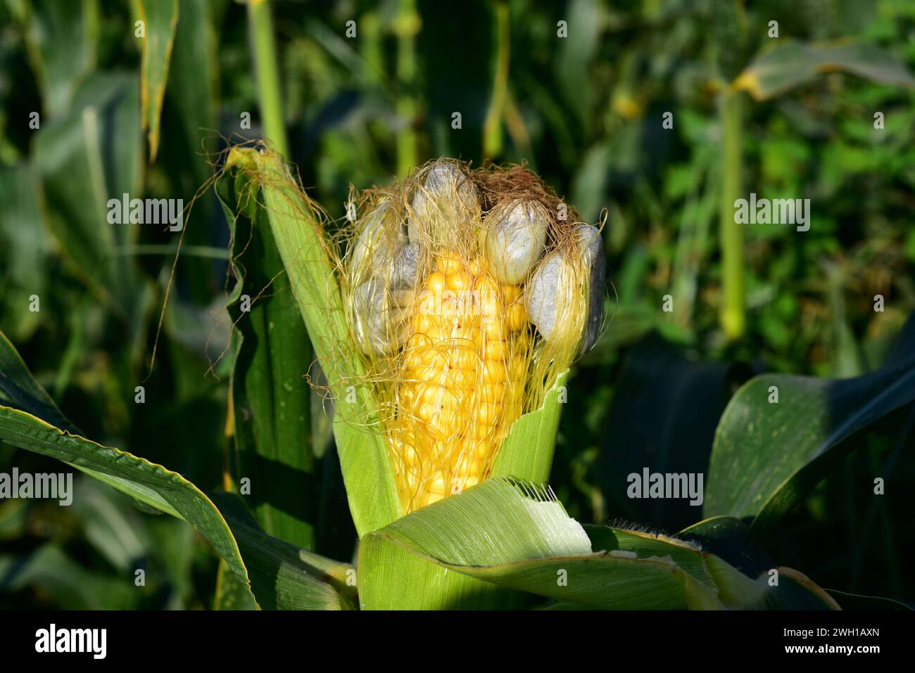 Corn smut (Ustilago maydis) is a fungus parasite of corn. Is an edible ...