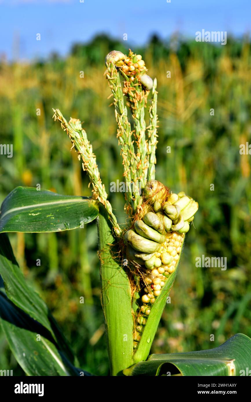 Corn smut (Ustilago maydis) is a fungus parasite of corn. Is an edible ...