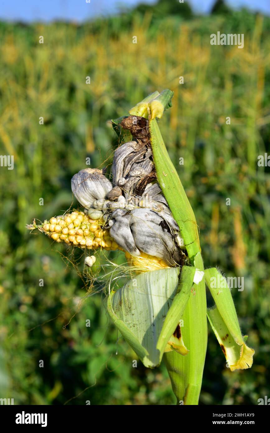 Corn smut (Ustilago maydis) is a fungus parasite of corn. Is an edible ...