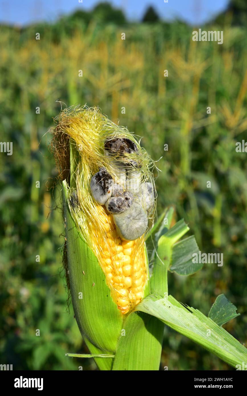 Corn smut (Ustilago maydis) is a fungus parasite of corn. Is an edible ...