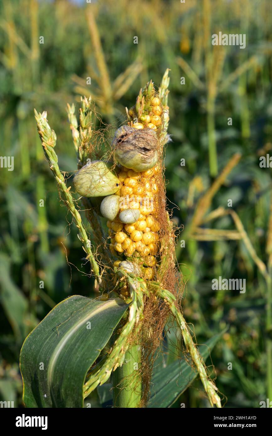 Corn smut (Ustilago maydis) is a fungus parasite of corn. Is an edible ...