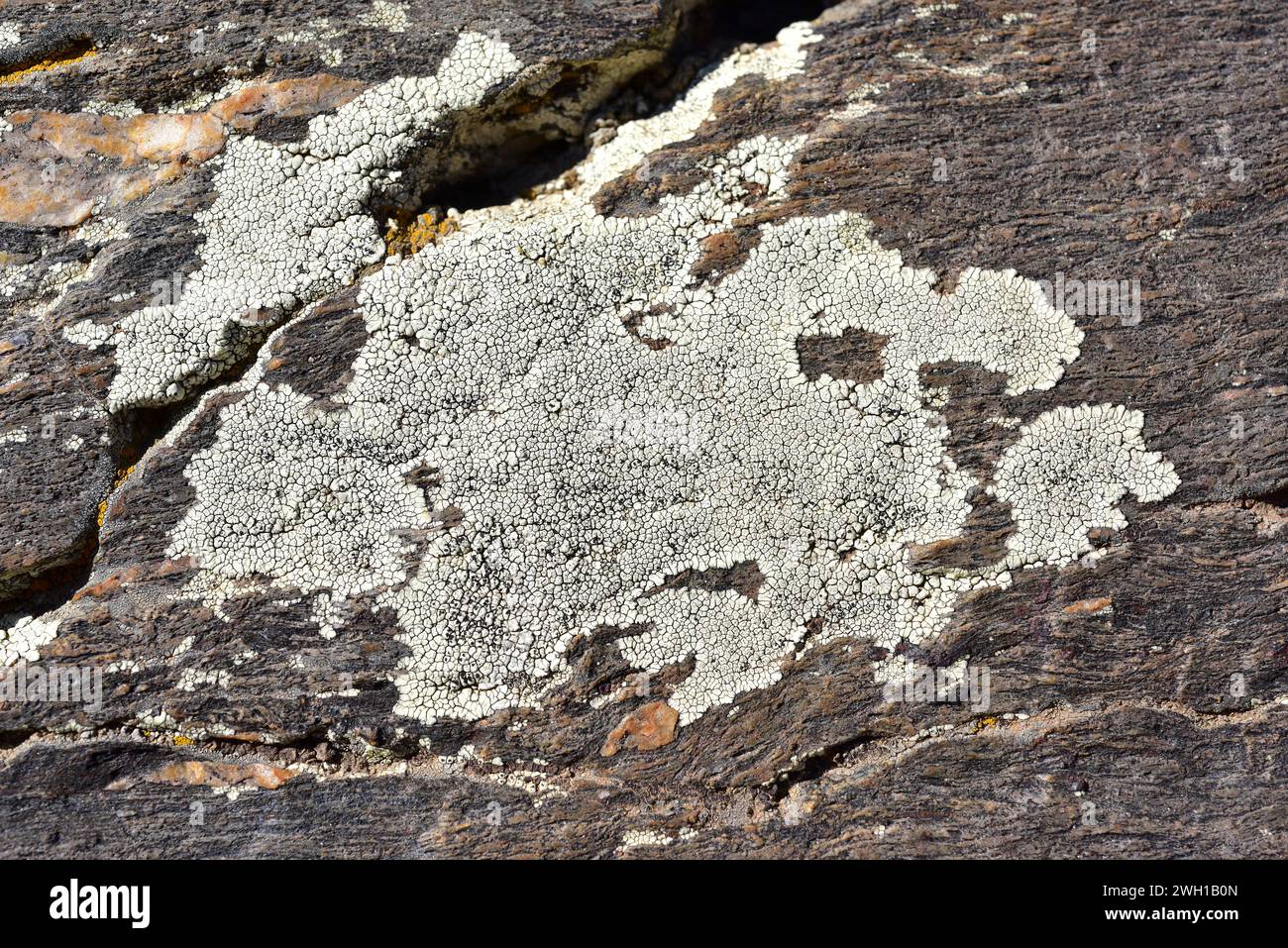 Sunken disk lichen (Aspicilia intermutans) is a crustose lichen that ...