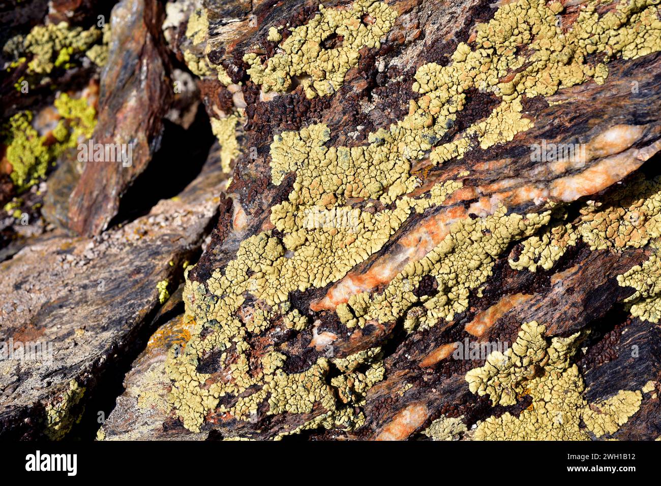 Lecanora concolor (yellow) and Lecidea atrobrunnea (brown), two ...