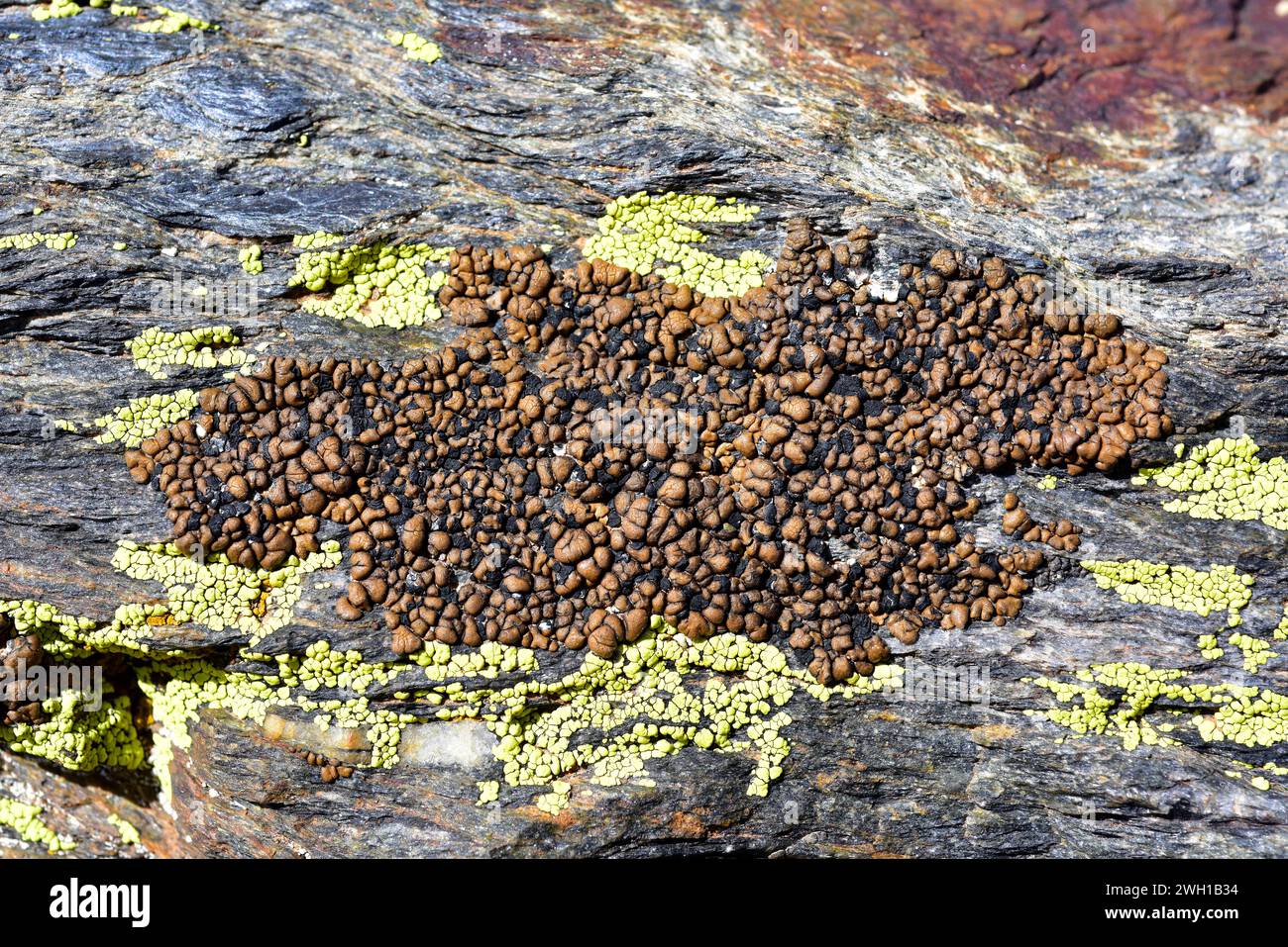 Lichen of siliceous rock hi-res stock photography and images - Alamy