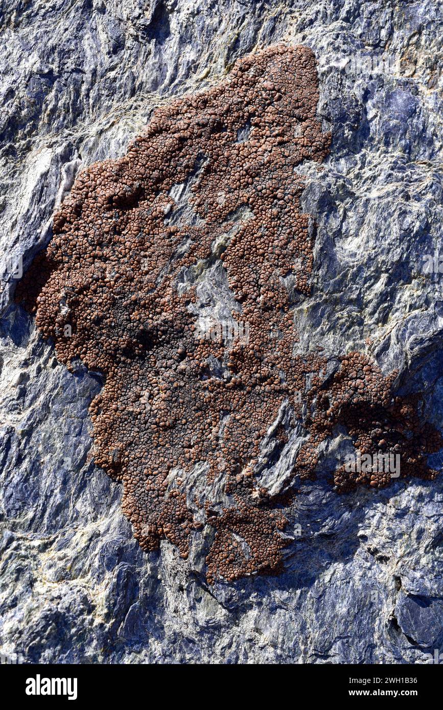 Lecidea atrobrunnea is a crustose lichen that grows on siliceous rocks ...