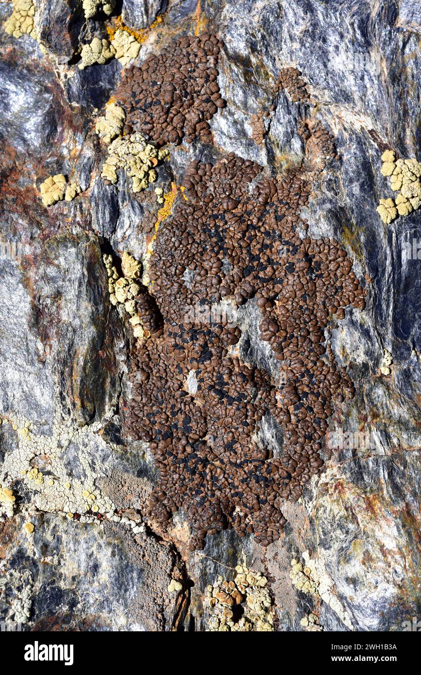 Lecidea atrobrunnea is a crustose lichen that grows on siliceous rocks ...