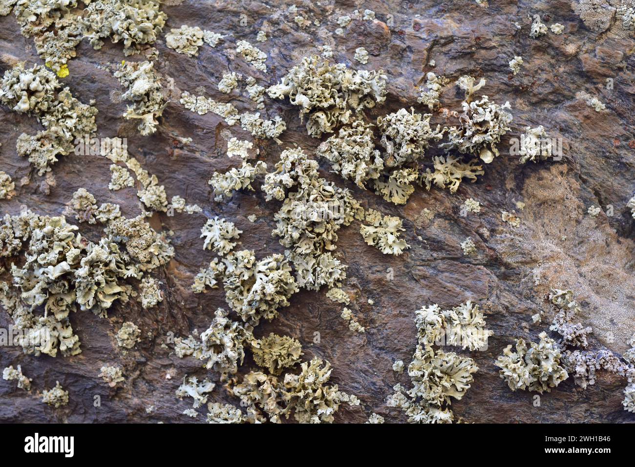 Ramalina carminae is a rare fruticulose lichen endemic to southern ...