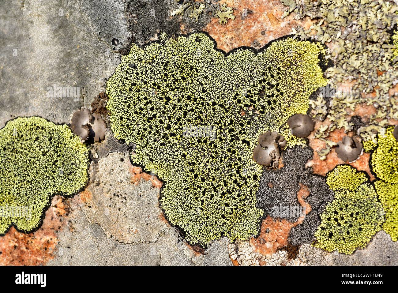 Map lichen (Rhizocarpon geographicum) is a crustose lichen that grows ...