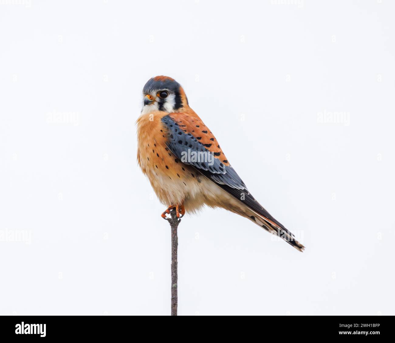 Headless bird hi-res stock photography and images - Alamy