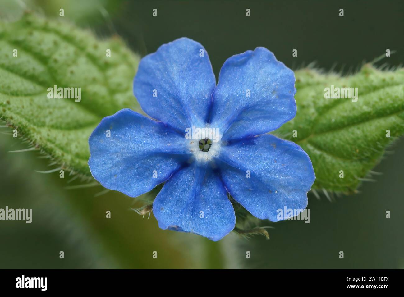 Colorful close up of a blue flower of the green alkanet , Pentaglottis ...