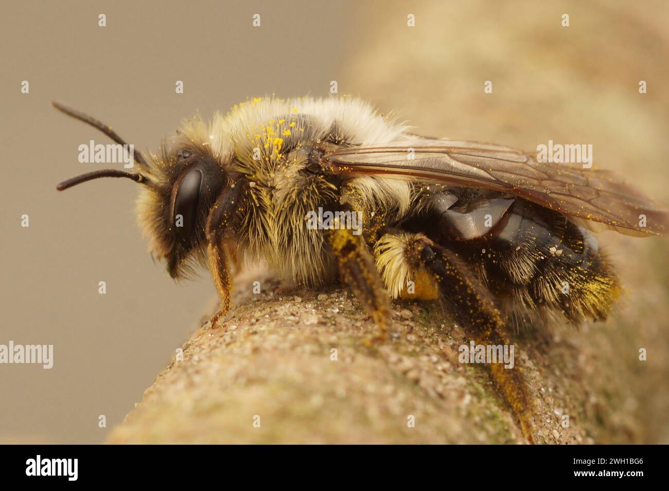 Natural closeup on a fluffy, female European grey-backed mining bee ...