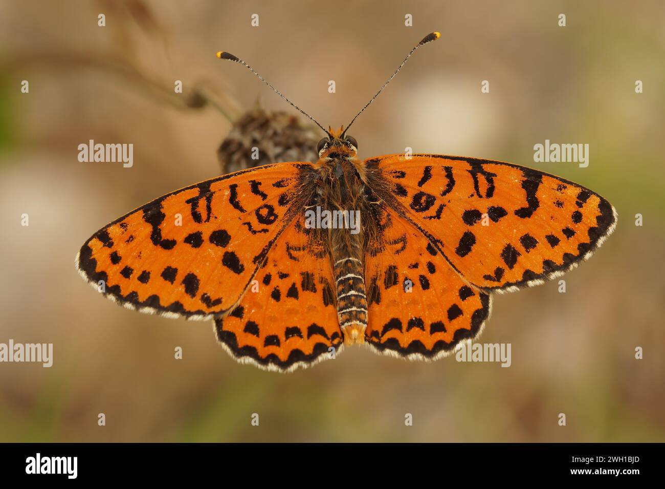Natural closeup on a colorful orange spotted or red-band fritillary ...