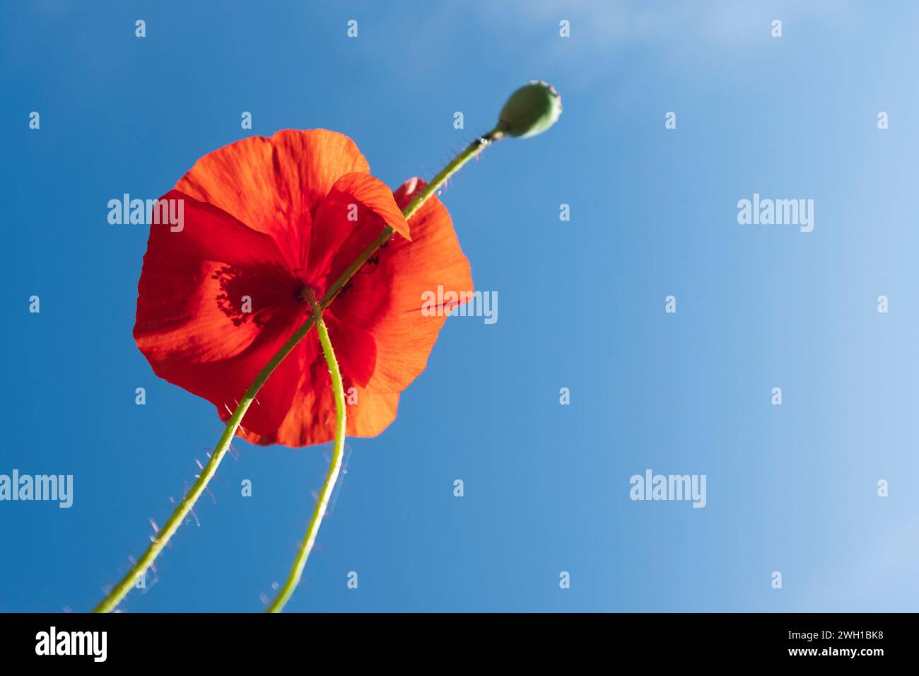 view of poppy flower against blue sky background (from below Stock ...