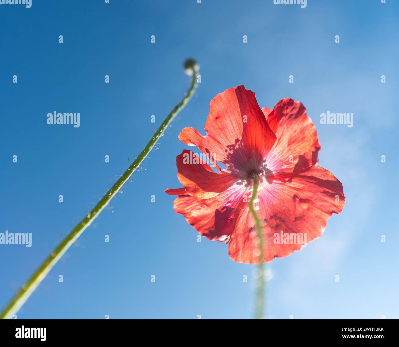 view of poppy flower against blue sky background (from below Stock ...