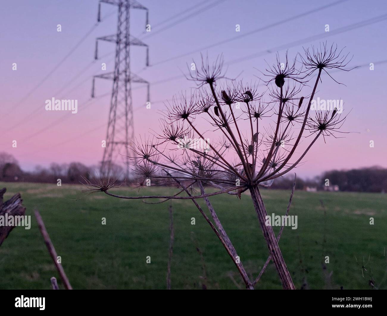 Weedscape hi-res stock photography and images - Alamy