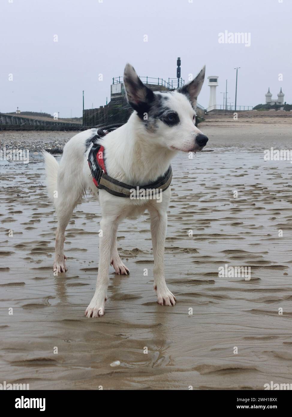 Dog wearing collar and leash hi-res stock photography and images - Alamy