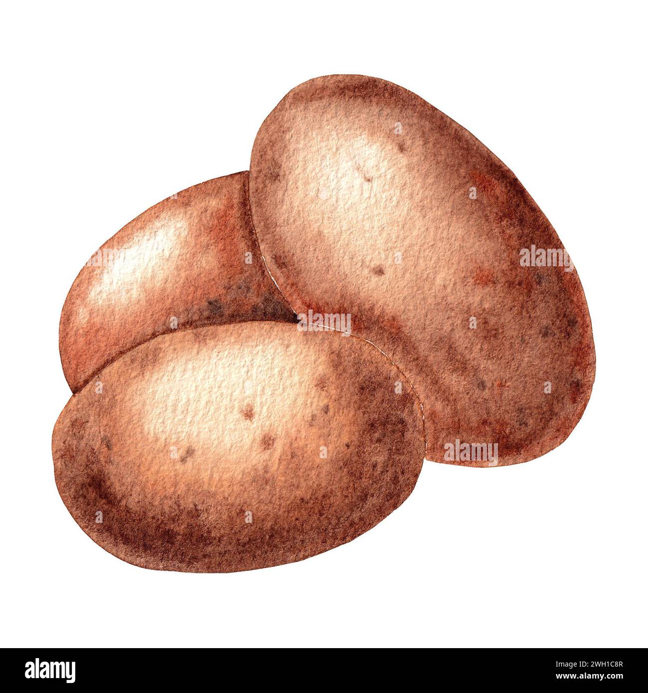 Potato. Hand drawn watercolor illustration on white background Stock ...