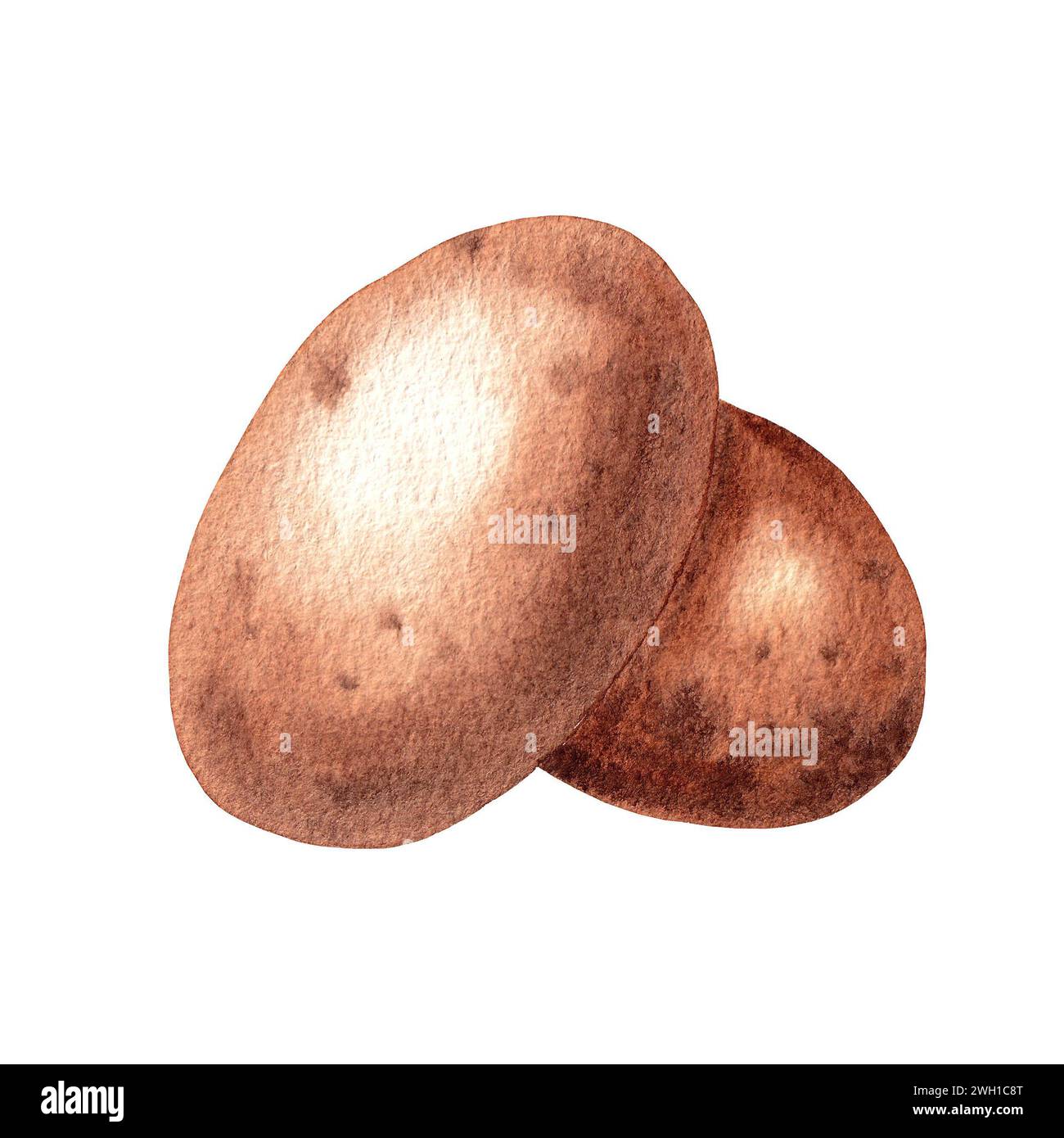 Potato. Hand drawn watercolor illustration on white background Stock ...