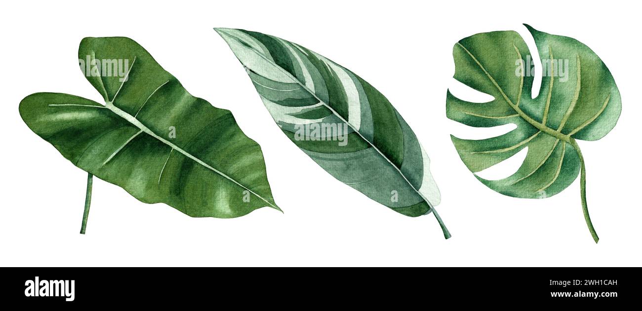 Watercolor tropical leaves illustration Stock Photo - Alamy