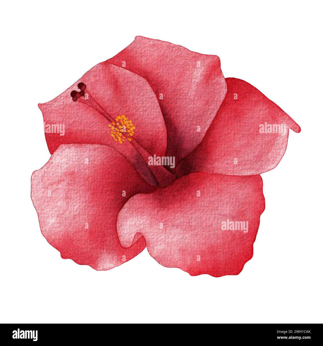 Hibiscus sketch hi-res stock photography and images - Alamy