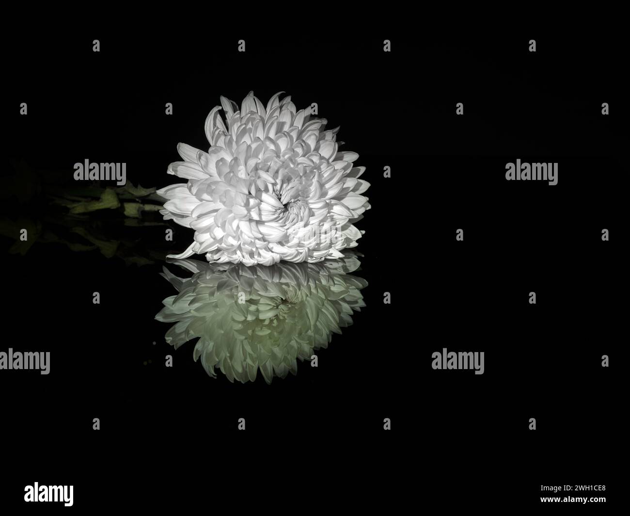 A single white flower Stock Photo - Alamy