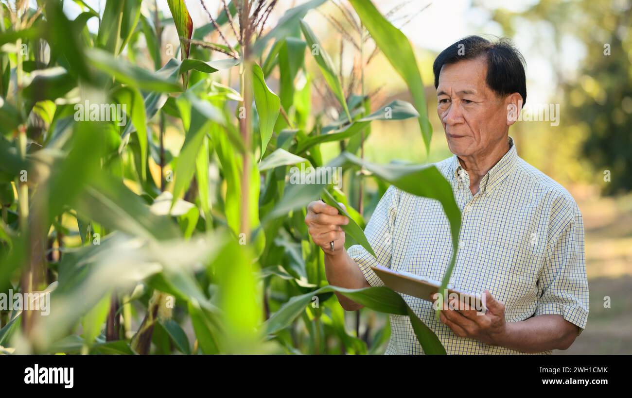 Senior farmer standing in growing corn field and checking the quality ...